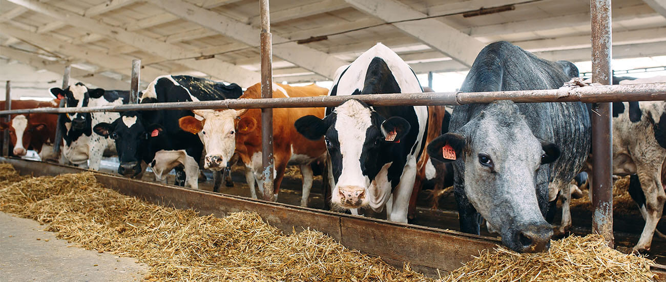 Profil Perusahaan – USFA Vet Farma